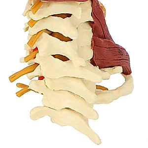 Cervical Spine Medical Model, Removable Spinal Nerves Anatomical Model Human Cervical Spine Demonstration Model Spine Anatomy Education Model for Science Classroom Study Display Teaching