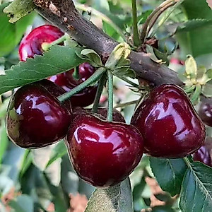 Black Cherry Fruit Tree Live Plant Seeding, 15-17inch Height -Prunus serotina, Great for Home and Garden Yards Planting