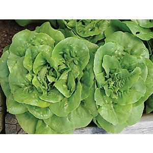 Burpee Burpee Bibb Lettuce Seeds 2500 seeds