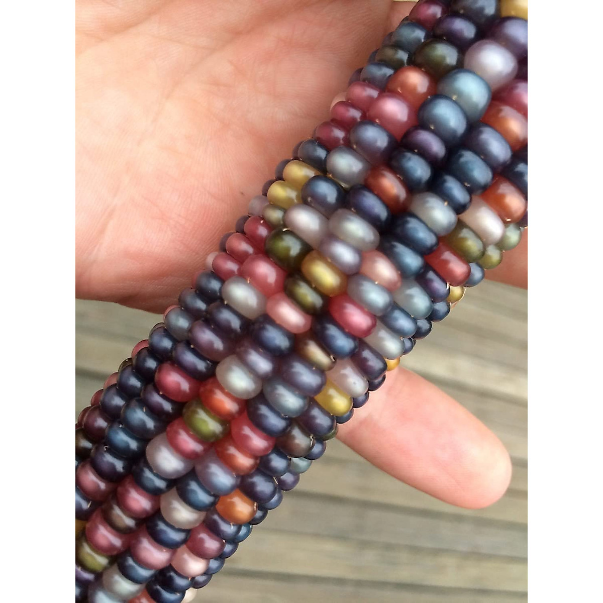 TomorrowSeeds - Glass Gem Ornamental Corn Seeds - 40+ Count Packet ...