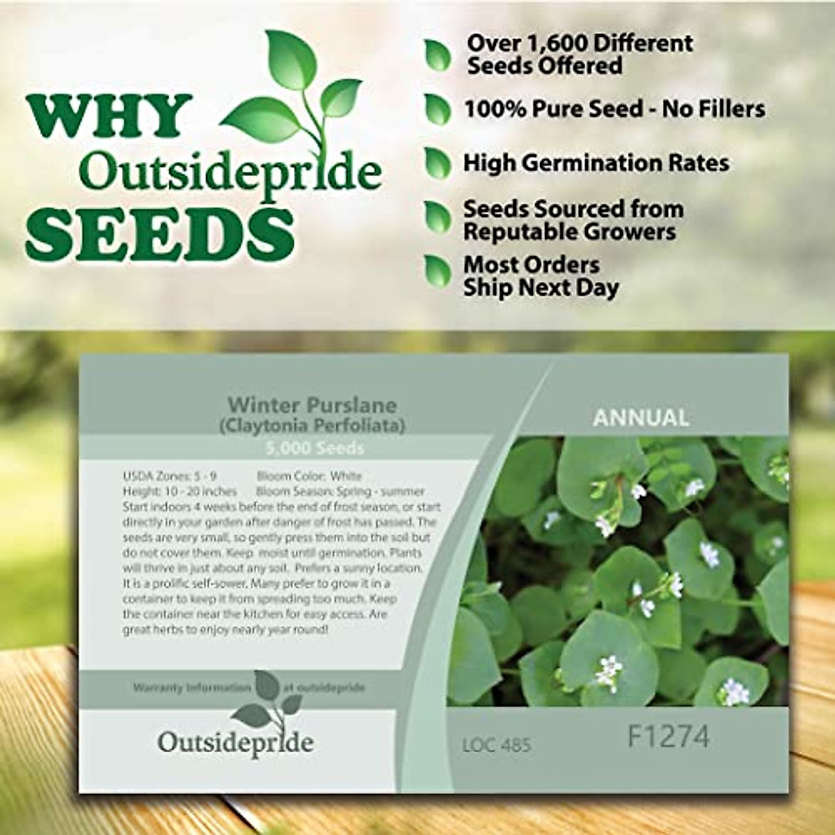 Outsidepride Claytonia Perfoliata Winter Purslane AKA Indian or Miner's Lettuce Herb Garden Plant - 10000 Seeds