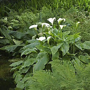Calla Lily Bulbs - Aethiopica - Bag of 10, Mid Summer/White Flowers