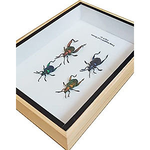 ThaiHonest Real 4 Frog Legged Leaf Beetle Sagra buqueti Insect Taxidermy in Wood Box Display for Collectibles