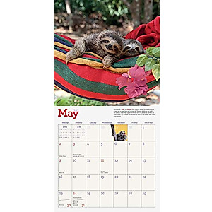 Original Sloths Wall Calendar 2021