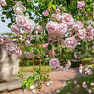 20 Pink Climbing Rose Seeds for Planting Roses Flowers Seed Spring
