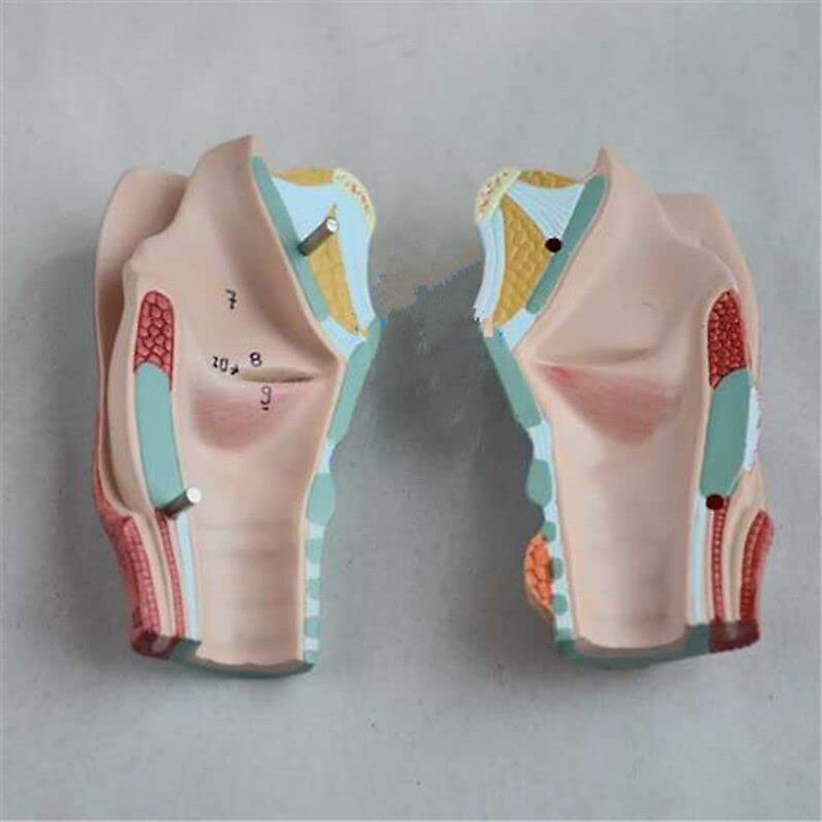 DR Natural Size Magnified Human Larynx Joint Simulation Model Anatomy