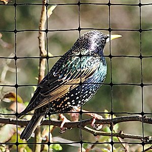 Bird-X Standard Bird Netting, Ideal for Gardens and Lightweight Applications, UV-Stabilized Mesh Netting with 3/4" Hole Opening, Easy to Install, 100' x 14'