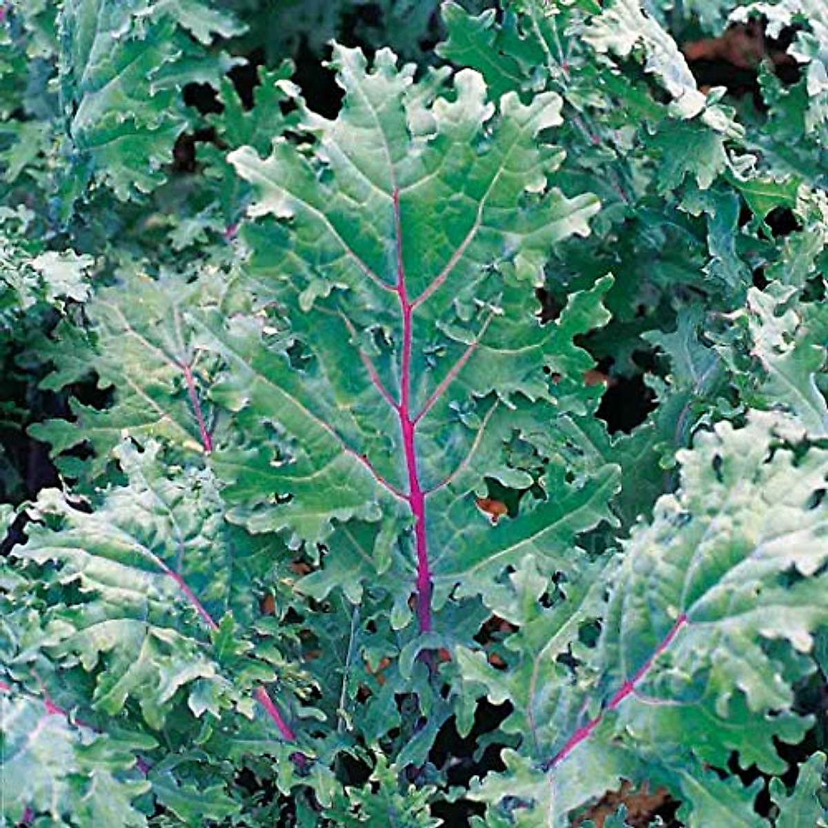 1000 Red Russian Kale Seeds for Planting Heirloom Non GMO 3.5+ Grams Garden Vegetable Bulk Survival