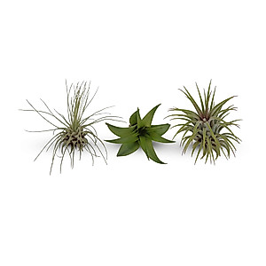 Mini Tillandsia Assortment 3 Pack Air Plants by CTS Air Plants
