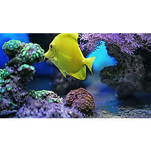 Standard Fusion Standing Aquarium Thermometer, Pack of 3