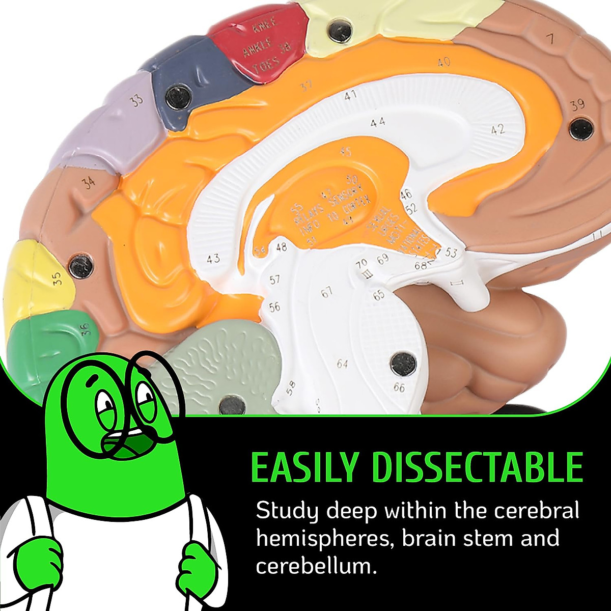 Geekidoc Human Brain Model with Laser-Engraved Numbers and Labeling | Includes Sturdy Metal Stand, Lightweight Carrying Case and Magnetic Dissections | 2x Life-size Human Brain Anatomy Model