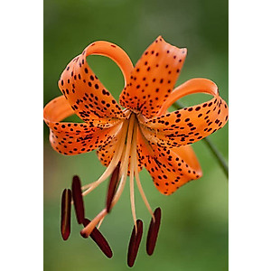 Votaniki Giant Lancifolium Tiger Lily Bulbs | Fragrant, Vibrant Colors | Easy to Grow | Perfect for Garden Borders, Cut Flowers, and Naturalizing (4 Pack)