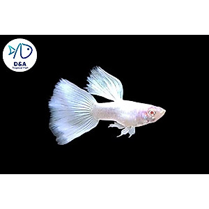 D&A Tropical Live Fish - ABINO Platinum Guppy Live Fish, Female and Male Guppies Live Fish for Aquariums, Live Fish Freshwater (1 Trio (1 Male,2 Female))
