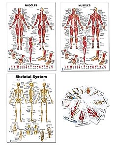Blue Tree Publishing 4 pack - Anatomical Muscle Poster Set & Bonus Pocket Charts, Female, Male, Skeletal Muscle Poster 12 x 17 inch, Pocket chart 3 x 5 1/4 inch
