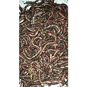 BESTBAIT 1 LB. European Nightcrawlers Approx. 250-300 Count Composting Worms Fishing Worms