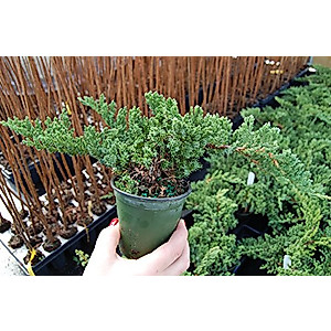 Dwarf Japanese Garden Juniper- Juniperus procumbens ‘Nana’ - 4" Potted - Healthy Evergreen Plant - Plant Great for Bonsai - Each 1 by Growers Solution
