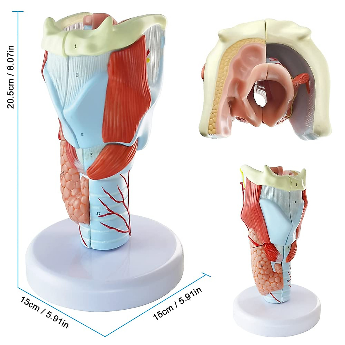 NEW HORIZON 1.5X Life Size Human Laryngeal Model Nasal Oral Cavity Throat Nasopharynx aryngopharyngeal Pharynx Larynx Anatomical Model Science MedicalStudents Teaching Aid