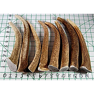 Big Dog Antler Chews Elk Antler Dog Chew, Extra Large Tine, 8 inches to 12 inches, XL - Great for Your Large to Extra Large Dogs and Puppies Brand