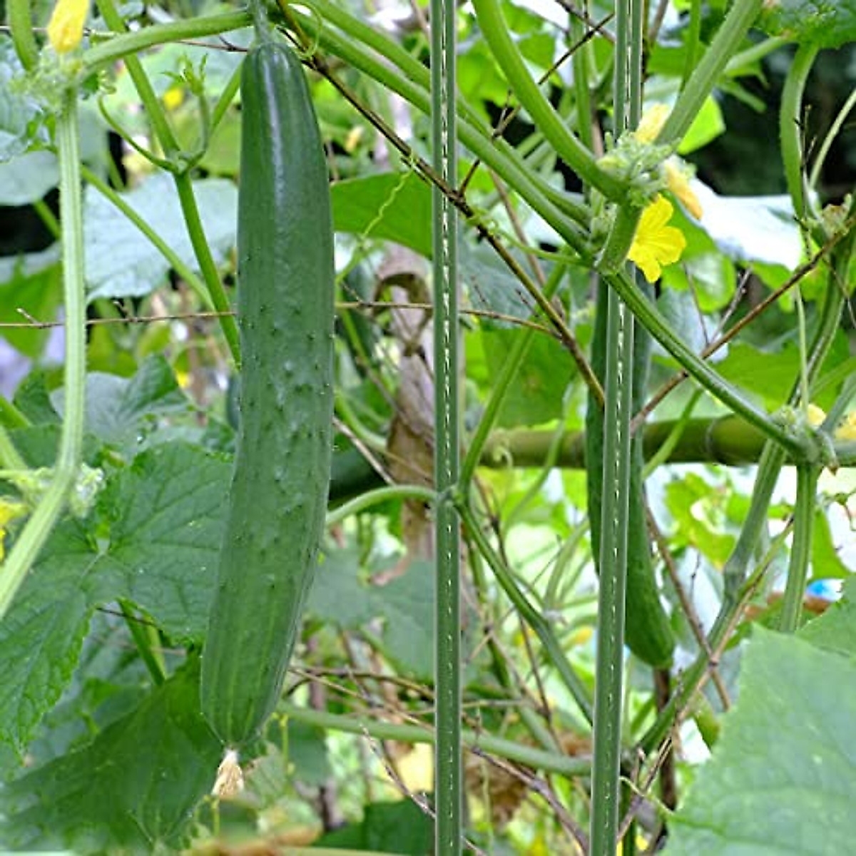 Tingyuan Garden Stakes 25 Pack Tomato Stakes Plant Sticks with 100 Ties (48 inch)