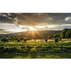 Ricola Dual Action Honey Lemon Cough Drops, 19 Count