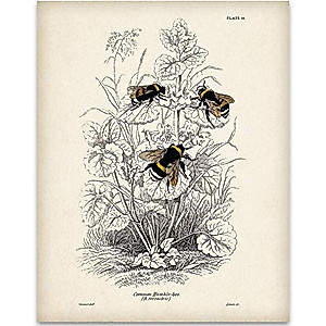 Bumble Bee Illustration - Bumblebee Farmhouse Bee Decor, Honey Bee Nature Poster, Kitchen and Room Decor, Classic Botanical Decoration and Gift for Bee Lovers, 11x14 Unframed Art Print Poster