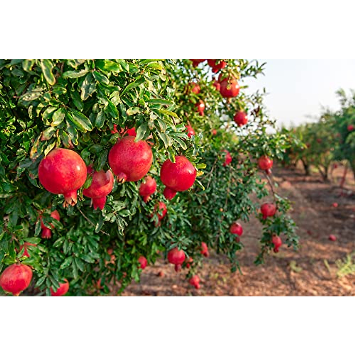 Pomegranate Tree Seeds for Planting, 30+ Fruit Tree Seeds, Tall & Beautiful Tree, (Isla's Garden Seeds), 85% Germination Rates, Great Home Garden Gift