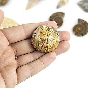 Museum Quality Fossil Collection Kit Featuring Dinosaur Fossils, Ammonites, Trilobite, Shark Tooth, Urchin and Fish Fossil - Collectors Edition Paleontology Set