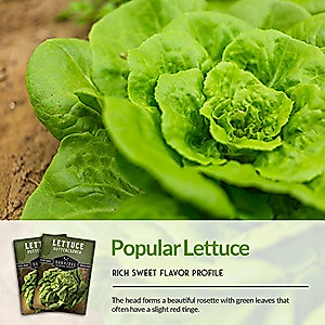 Survival Garden Seeds - Buttercrunch Lettuce Seed for Planting - Packet with Instructions to Plant and Grow Rose Tinted Bibb Style Lettuce in Your Home Vegetable Garden - Non-GMO Heirloom Variety