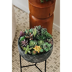 miltonson Artificial Succulent Plants - 18 Pack - Premium Fake Plants - Double Flocked Succulents - Realistic Textured Cactus - Face Succulent Plants - Mini Faux Succulents - Face Plant Decor