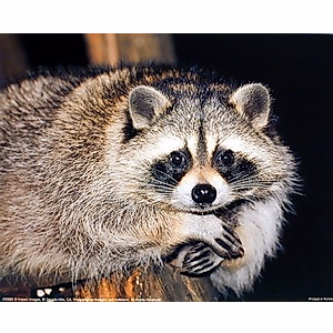 60" x 80" Blanket Comfort Warmth Soft Plush Throw for Couch Cute Raccoon Sitting on a Tree