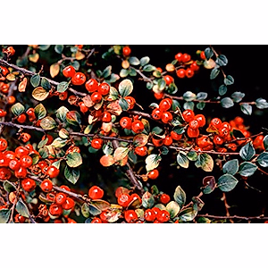 Horizontal Rockspray Cotoneaster Horizontalis Shrub 15 Seeds for Planting Non-GMO