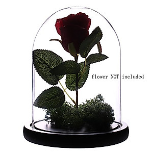 Glass Cloche Bell Jar Display Dome with Black Wooden Base Dia 6" x H 10"