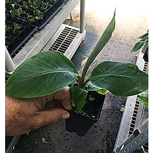 Manzano "Apple" Banana Plant ***Rare*** Live Manzano "Apple" Banana Tree