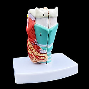 Human Throat Model Life Size, Anatomically Accurate Throat Model Human Throat Anatomy for Science Classroom Study Display Teaching Medical Model