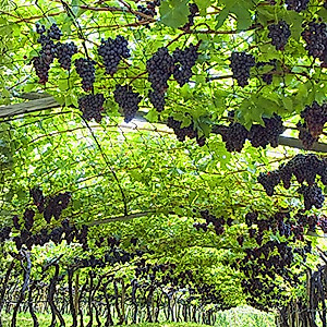 Trellis Net for Climbing Plants - Stretch to 5x5ft Elastic Grow Tent Scrog Net with 6 Hooks, Flexible Trellises Plant Growing Netting for Outdoor Garden Balcony Yard Plants