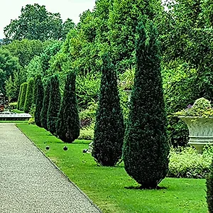 Hetzi Juniper | 3 Live Gallon Size Trees | Juniperus Chinensis | Drought Tolerant Cold Hardy Evergreen Privacy Screening Plants