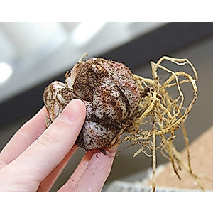 Mixed Oriental Lilies (8 Pack of Bulbs) - Freshly Dug Lily Flower Bulbs