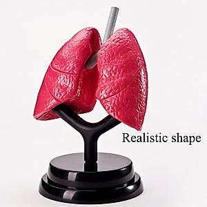 HIRNER Model Teaching Model Realistic Lung Anatomy Model Removerable Human Internal Organ Anatomy Model Medical Teaching Learning Aids for Teaching