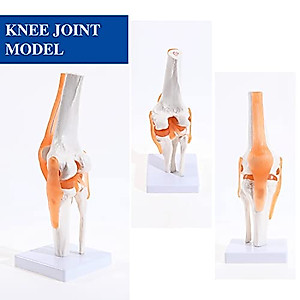 ASINTOD Anatomical Medical Knee Joint with Ligaments Model, Human 1:1 Life Size, for Science Classroom Study, Display Teaching