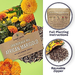 African Marigold Seeds Crackerjack Mix - Bulk 1 Ounce Packet - Over 10,000 Seeds - Huge Orange and Yellow Blooms