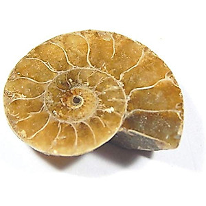 phoenix888 XUETZALCOATL Sureshvarah Sudarshan Shaligram 1.5cm - 2.5cm from Kali Gandaki 1 pcs