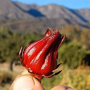 Hibiscus sabdariffa/Roselle Seeds - Pack of 30, Certified Organic, Non-GMO, Open Pollinated, Untreated Flower Seeds for Planting – from USA