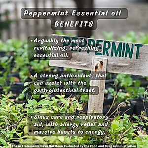 Grimweed Apothecary Organic Peppermint Essential Oil, 100% Pure and Natural | Premium Grade Essential Oils for Diffusers, Aromatherapy, Massage, Humidifiers and Topical uses