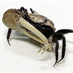Generic Fiddler Crab (Uca Sp.) x3 - Live Freshwater Crab