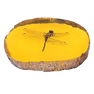 IMIKEYA Amber Fossil with Insects Samples Stones Crystal Specimens Home Decorations Collection Pendant Dragonfly
