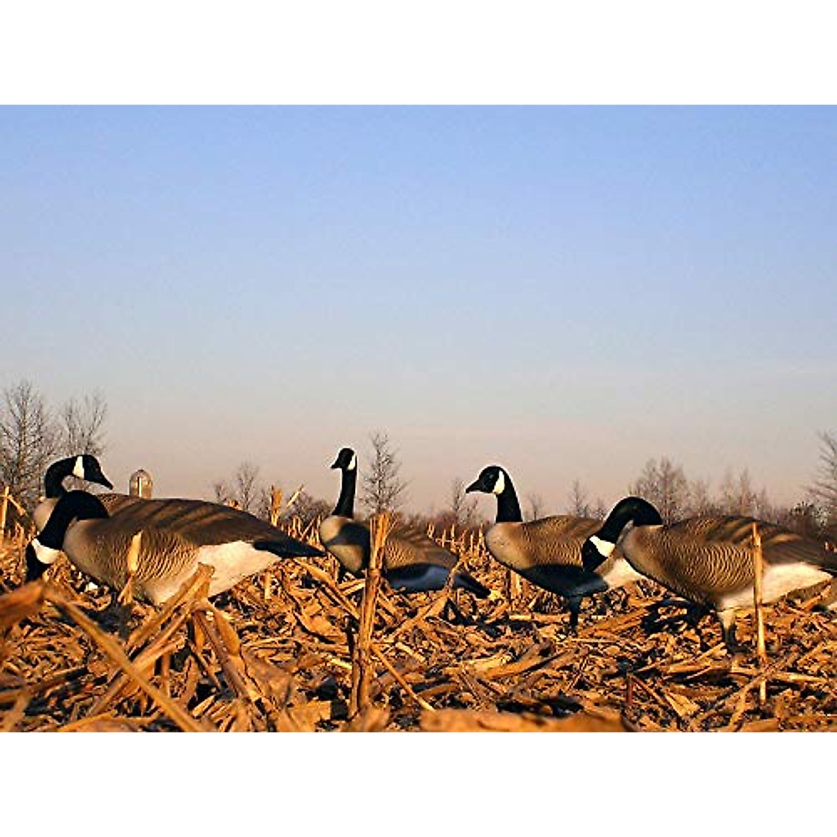 Flambeau Outdoors 8990FBU Storm Front 2 Canada Goose Decoys, Full Body Flocked Heads - 6-Pack