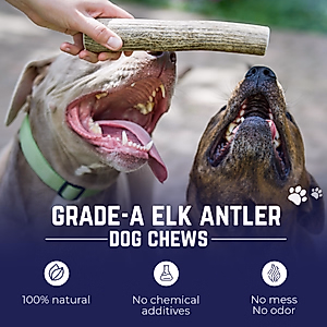 Devil Dog Pet Co. Elk Antlers for Dogs, Large 6"+, 1 Pack, Grade A Long Lasting Chew for Aggressive Chewers, Premium USA Naturally Shed Antler – Healthy, No Odor, Durable Dog Chew