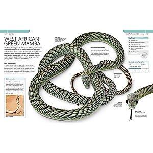 Snake: The Essential Visual Guide