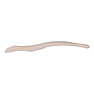 Skulls Unlimited Red Fox Baculum (6.5cm) (Natural Bone)