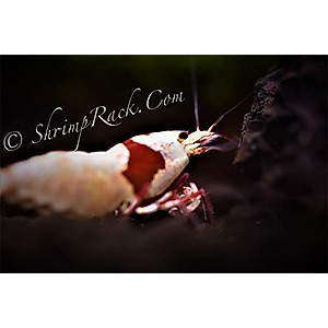 ShrimpRack 10 Crystal Red Shrimp CRS Grade S-SSS Live Freshwater Aquarium Shrimps 1/4 to 1/2 inch Long.